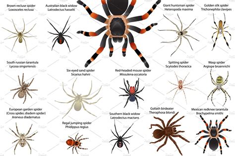 7th Spider Man Movie Leaked Image Different Types Of Spiders Spider