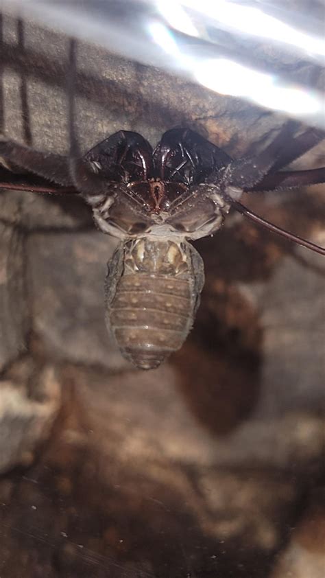 Can Anyone Sex My P Whitei From This Molt R Amblypygids