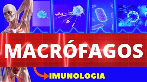 MacrÓfagos E MonÓcitos Ensino Superior Imunologia BÁsica