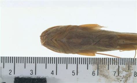 Mystus Nigriceps