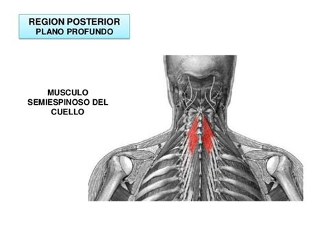 Músculos Del Cuello