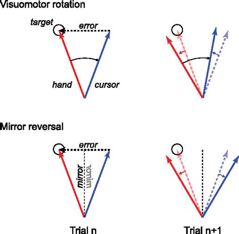 Table 1 From Mirror Reversal And Visual Rotation Are Learned And