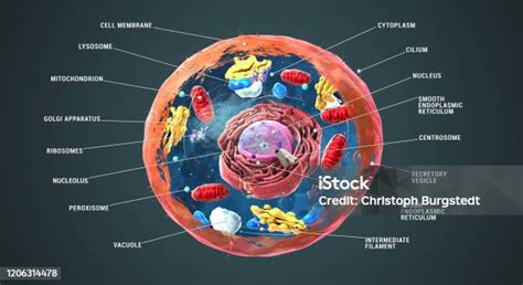 Sel Eukariotik Berlabel Inti Dan Organel Dan Membran Plasma Ilustrasi 3d Foto Stok Unduh