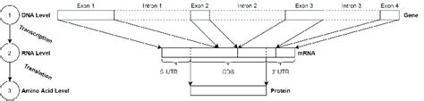 The Protein Coding Process Of An Mrna Download Scientific Diagram