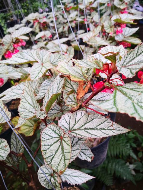 Growing Angel Wing Begonias Plant Caring Guide Plants Spark Joy
