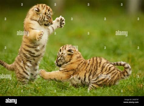 Siberian Tiger Cubs Playing