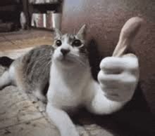 Cat Reactions S Tenor