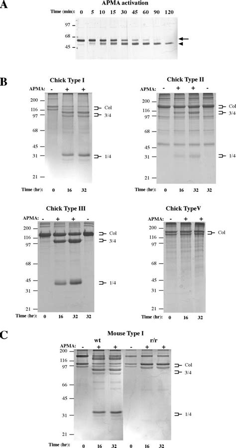 Chmmp 13 Is An Interstitial Collagenase A Apma Mediated Activation Of Download Scientific
