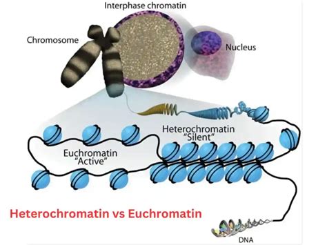 Heterochromatin Vs Euchromatin Definition Types Function