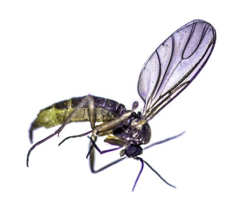 Insect Under A Microscope Stock Image Image Of Microscope 308361037