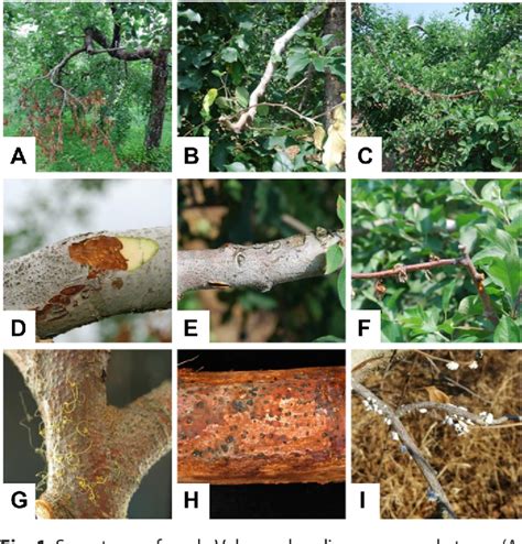 Figure 1 From Increasing Incidence Of Apple Valsa Canker And