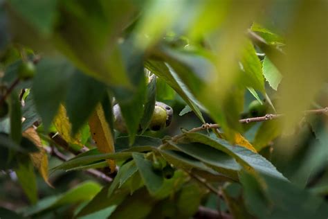 Tickells Flowerpecker Feeding Photograph By Ramabhadran Thirupattur Fine Art America