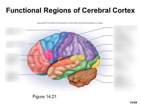 Functional Regions Of Cerebral Cortex Diagram Quizlet