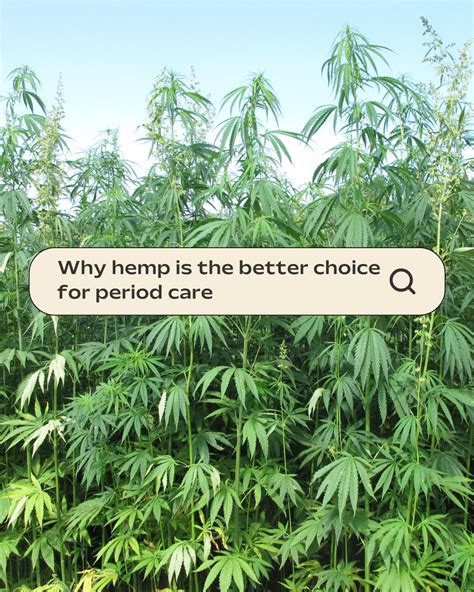 Hemp 101 Why Hemp Is The Safer Healthier Choice For Period And Perso