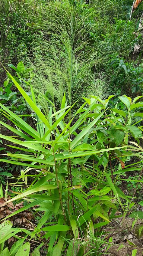 Common Name Tambo Grass English The Pinoy Homestead