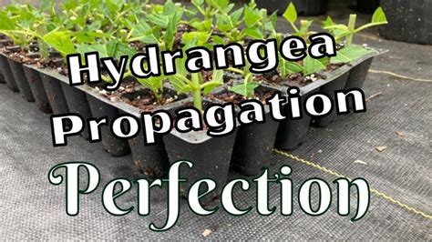 Easy Limelight Hydrangea Propagation Paniculata Propagate Hydrangeas Propagating