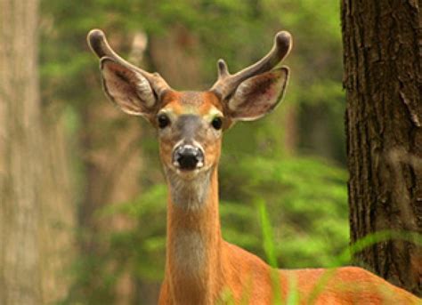 Study Finds Stem Cells In Deer Antler Asian Scientist Magazine