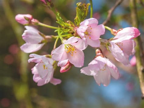 Best Ornamental Cherry Trees Cherry Blossom Trees Shop The Best To