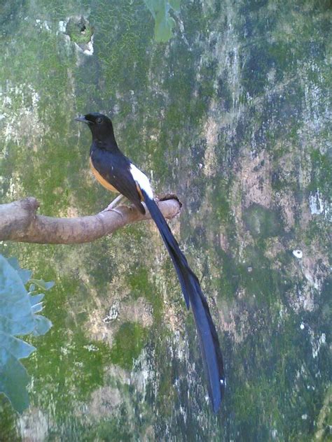 Superkicau Jenis Jenis Murai Batu Berdasarkan Habitatnya