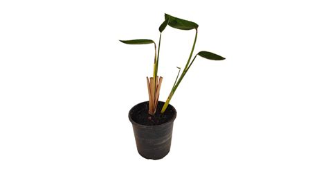 Thalia Dealbata Vízigyömbér Artandgarden Kertészeti Áruda Érdliget Érd Diósd