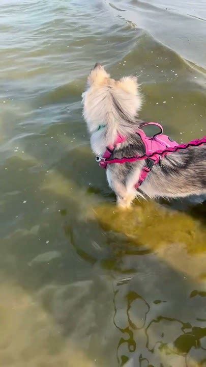 A Sunday Adventure Featuring Kanagroo Youtube