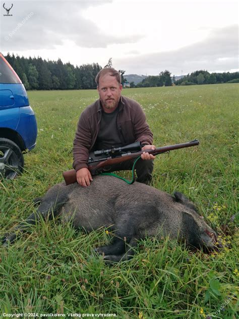 Diviak Poľovnícka Fotografia Fotka Poľovnícke Foto 392346 Lovuzdar Sk By Doduin