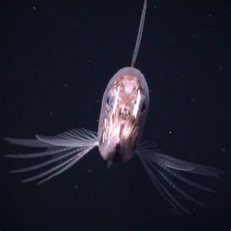 Pacific Viperfish In The Deep Sea