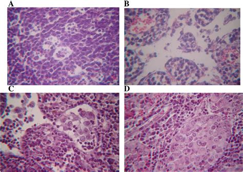 Structure Of A Mouse Regional Inguinal Lymph Node After Injection Of Download Scientific