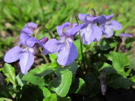 Viola Odorata Madera Violeta Foto Gratis En Pixabay Pixabay