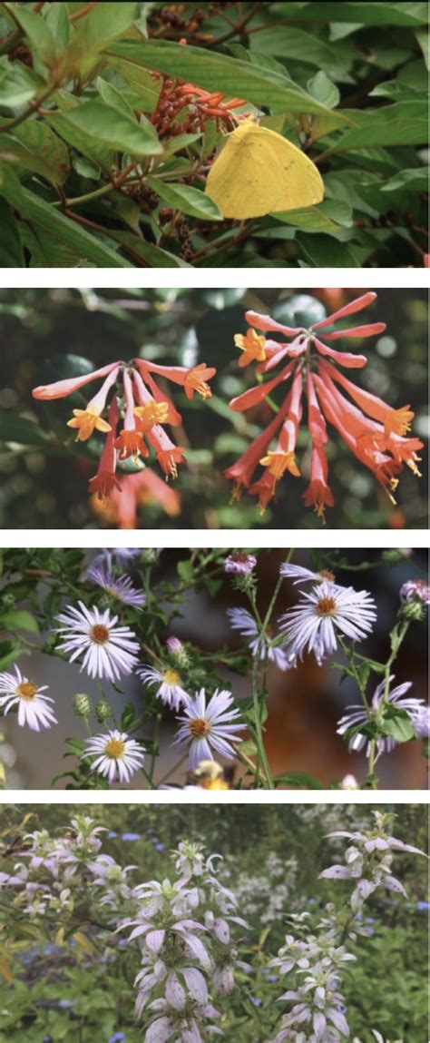 Plant For Pollinators — Florida Native Plants Nursery And Landscaping