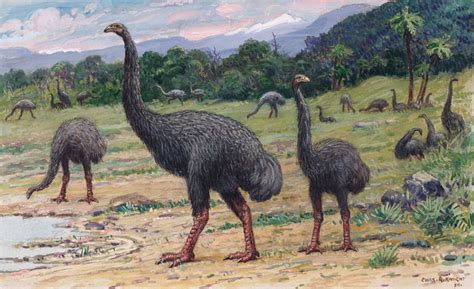 Mensch Gegen Moa Riesenvogel In Nur 120 Jahren Ausgelöscht Geo