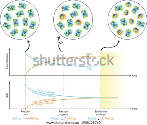 Illustration Chemical Equilibrium Graph Infographics Reverse Stock