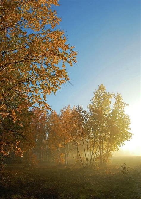 Foggy Fall In Huslia Photograph By Sebastian Saarloos Fine Art America