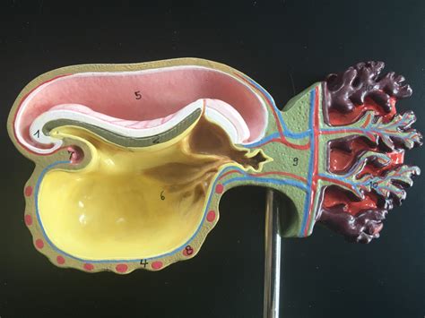 Unit 4 Embryology Neurulation Diagram Quizlet