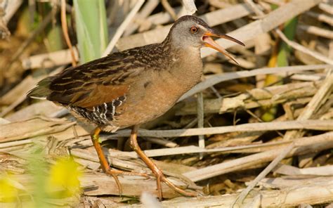 Virginia Rail — Southern Wisconsin Bird Alliance