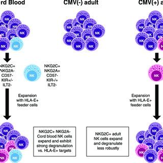 Unique Proliferative And Functional Feature Of Nkg2c Pos Nk Cells In