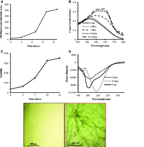 The Kinetics And Structural Characterization Of Hen Egg White Lysozyme