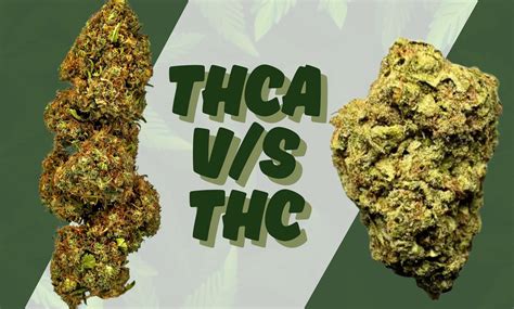 Thca Vs Thc Flower Understanding The Difference And Popular Thca Flower Strains