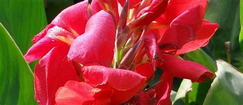 Cultiver Un Canna En Pot Promesse De Fleurs