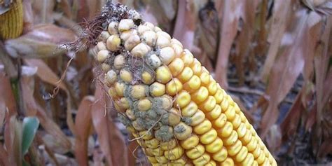 Mycotoxin Information Alltech