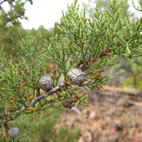 Bakers Cypress Cupressus Bakeri Care Guide Water Soil