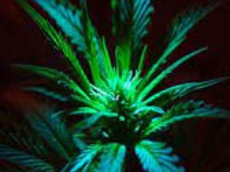 Sexycoqueta Kanal Porndroidscom