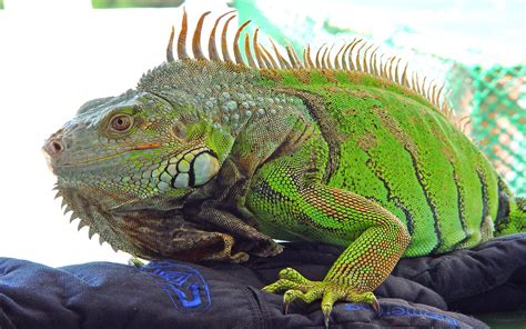 Download Lizard Animal Iguana 4k Ultra Hd Wallpaper