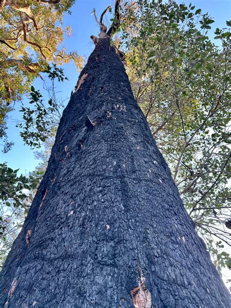 Marri Gallery Western Australia Giant Trees
