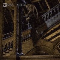 Natural History Museum S Find And Share On Giphy