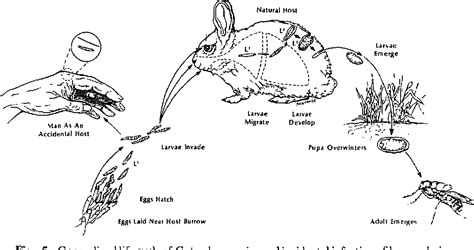 Cuterebra Life Cycle
