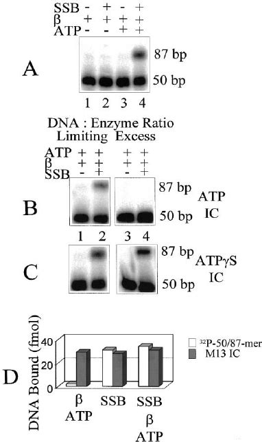 Atp ␥ S Initiation Complexes Can Bind And Replicate A Second Distinct