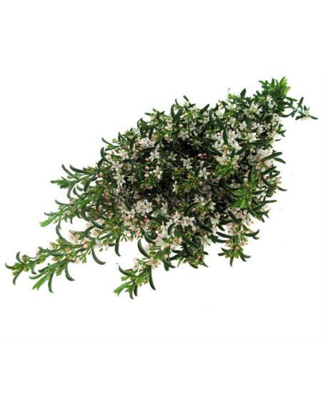 Eriostemon Green Foliage 5 10 Bunches Greens Bunches 5 Bunches