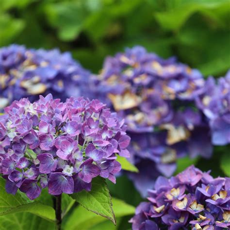 Lets Dance® Rhythmic Blue® Hydrangea Garden Goods Direct