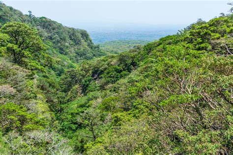 Rainforest In A Valley On The Side Of RincÃƒÂ³n De La Vieja Volcano
